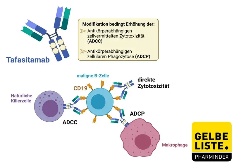 Tafasitamab - Anwendung, Wirkung, Nebenwirkungen | Gelbe Liste