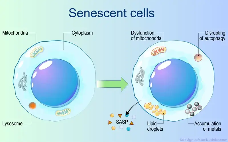 Tocilizumab 20 mg/ml Flüssigkonzentrat zur Infusion (Parenterale ...