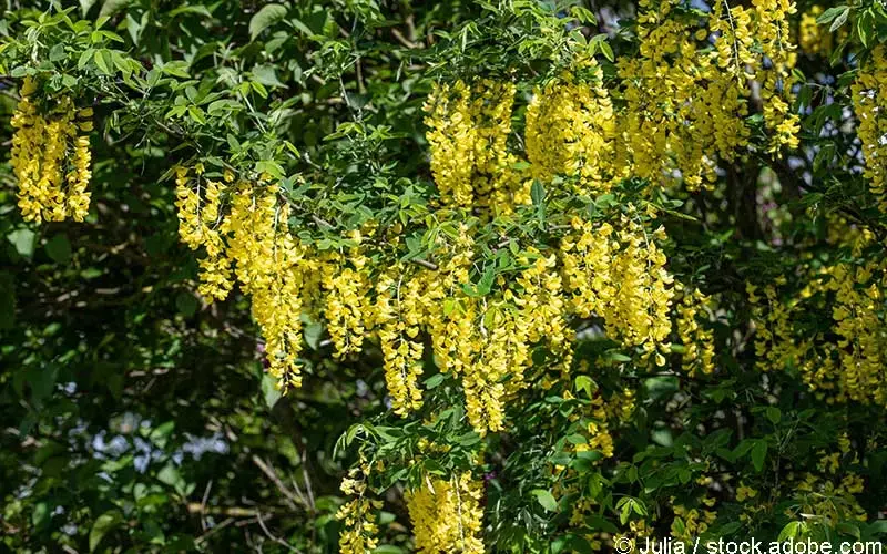 Raucherentwöhnung mit Cytisin | Gelbe Liste