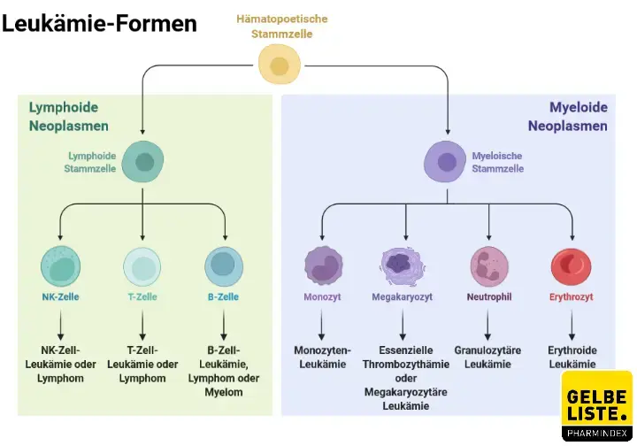 Leukämie Symptome Der Haut