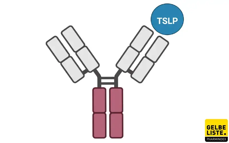 Tezepelumab - Anwendung, Wirkung, Nebenwirkungen | Gelbe Liste