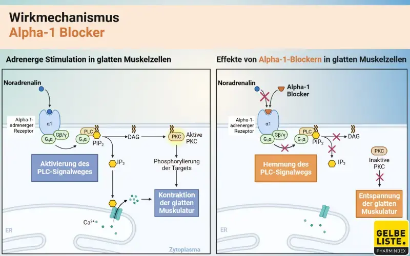 Alpha-Blocker | Gelbe Liste