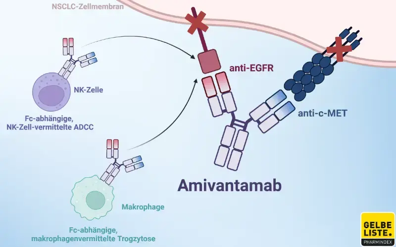 Amivantamab - Anwendung, Wirkung, Nebenwirkungen | Gelbe Liste