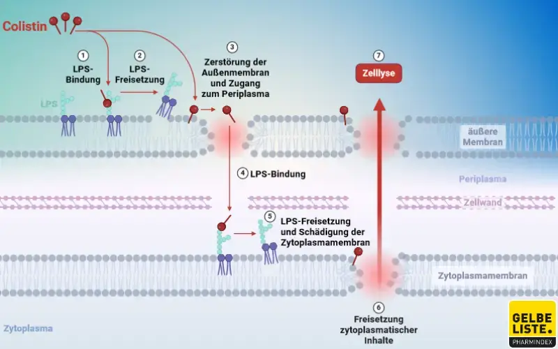 Colistin - Anwendung, Wirkung, Nebenwirkungen | Gelbe Liste