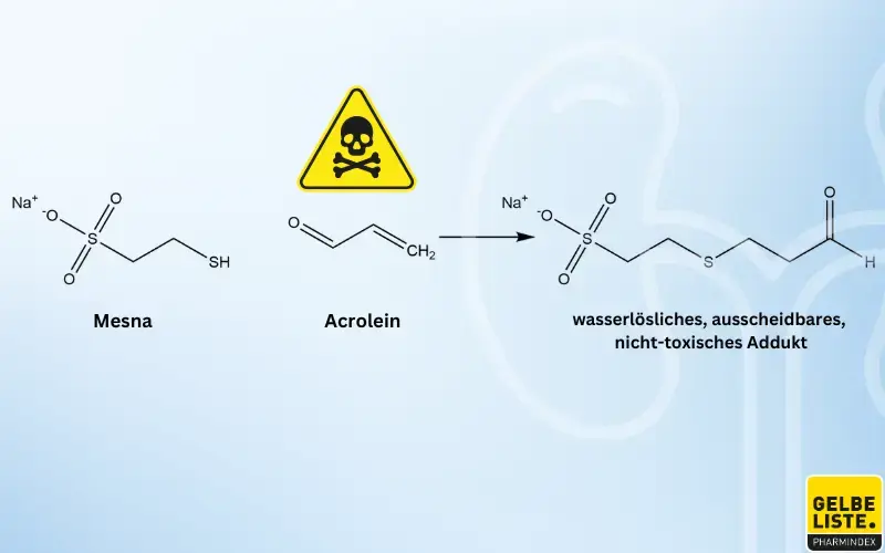 Mesna - Anwendung, Wirkung, Nebenwirkungen | Gelbe Liste
