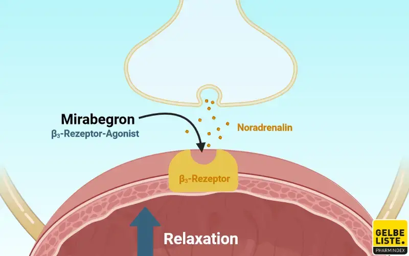 Mirabegron - Anwendung, Wirkung, Nebenwirkungen | Gelbe Liste