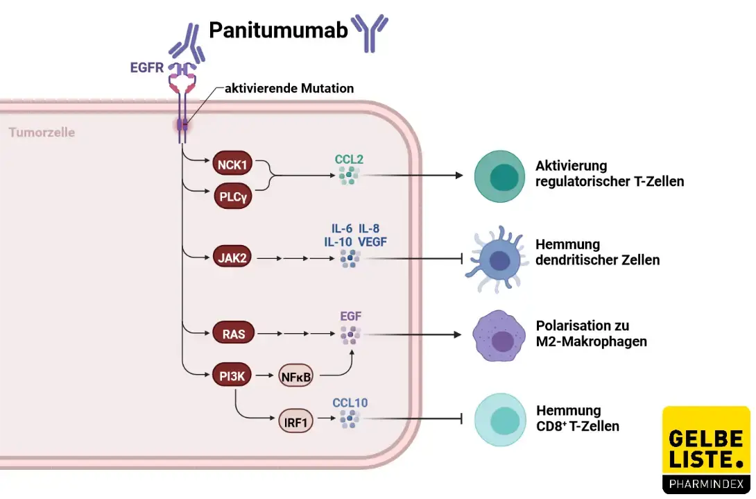 Panitumumab - Anwendung, Wirkung, Nebenwirkungen | Gelbe Liste